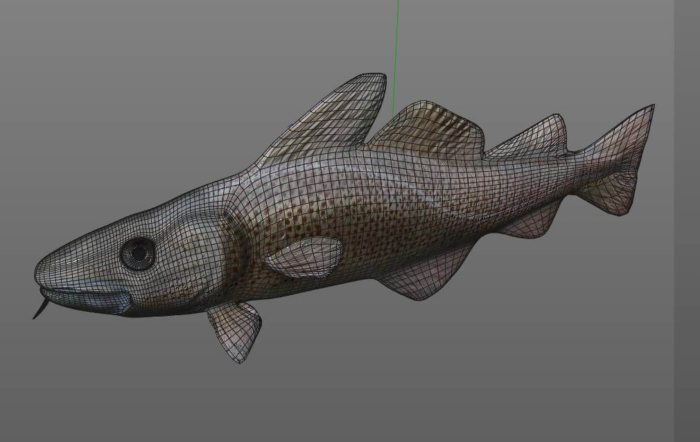 Cod - 3D Model by 3dstudio