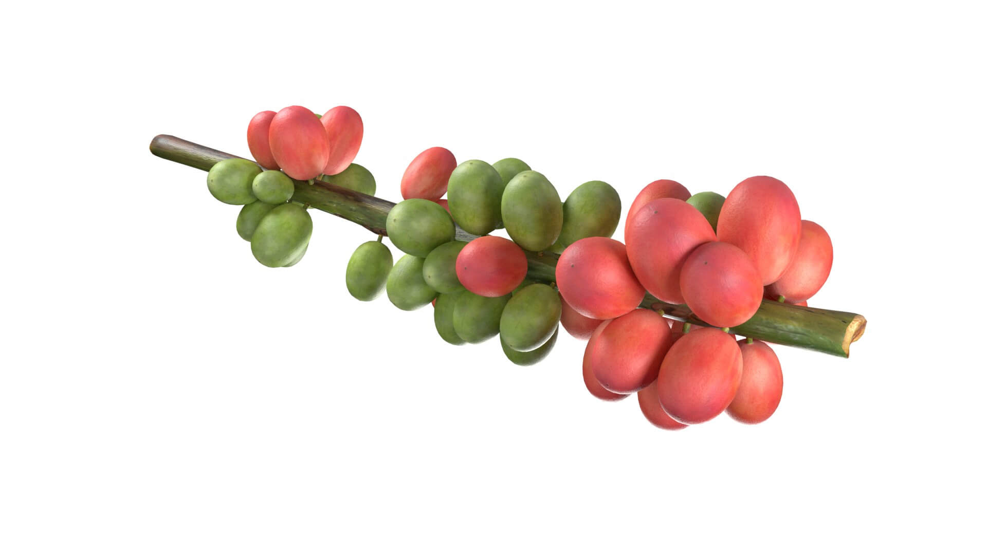 Coffee Bean Stem - 3D Model by 3dstudio