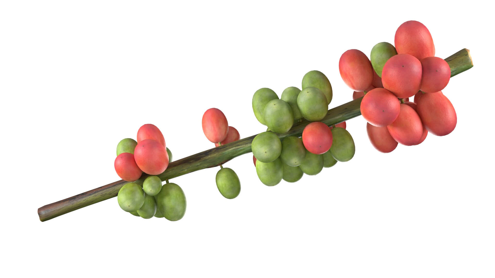 Coffee Bean Stem - 3D Model by 3dstudio