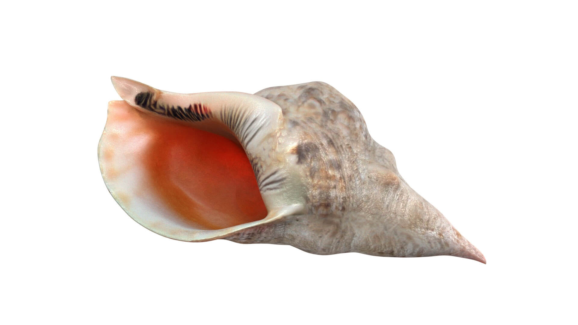 Conch Shell Collection - 3D Model by 3dstudio