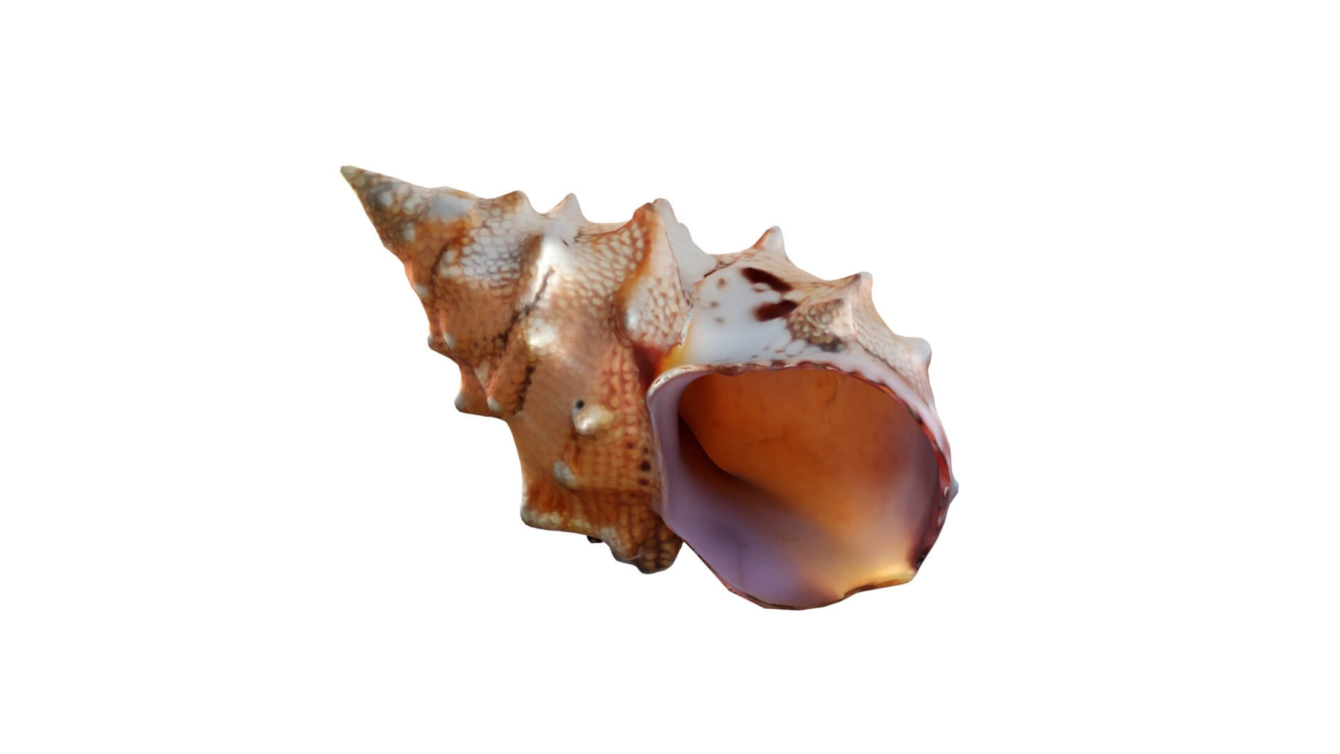 Conch Shell Collection - 3D Model by 3dstudio