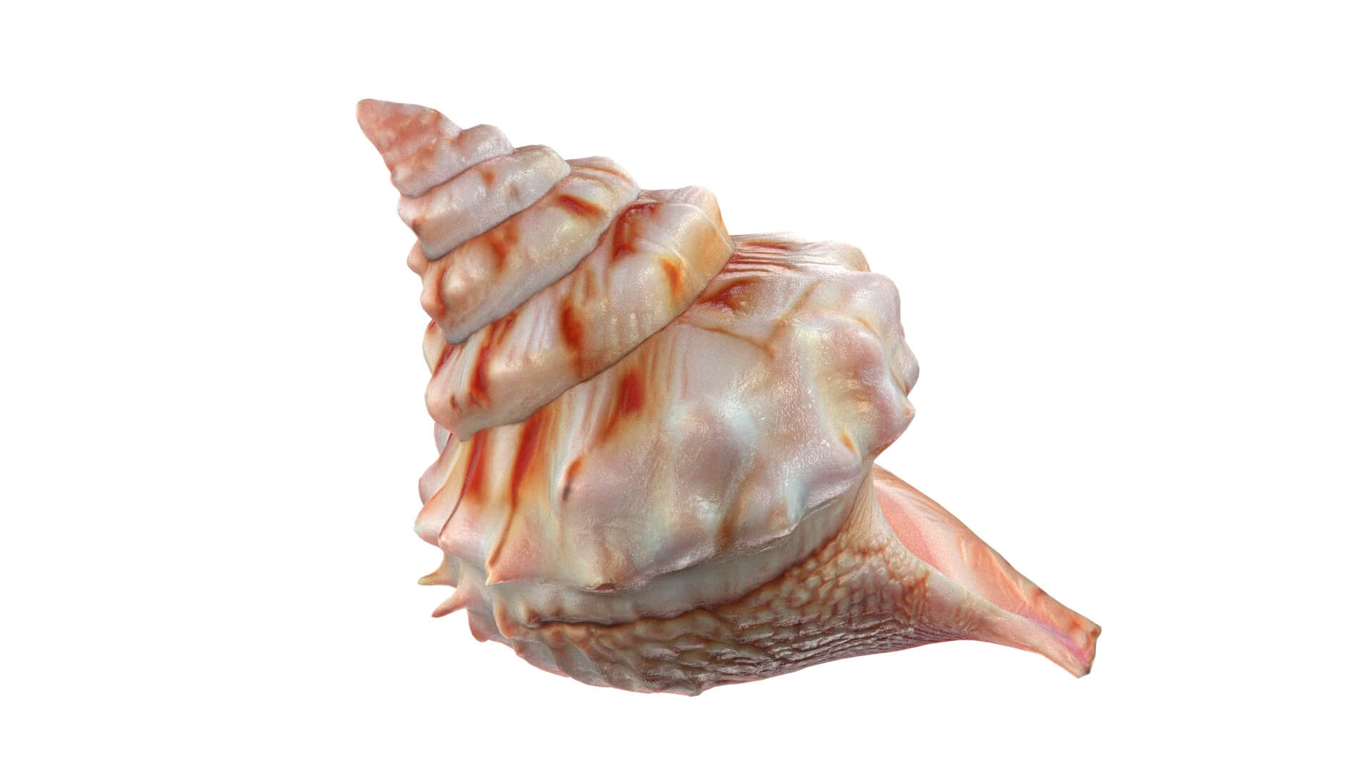 Conch Shell Collection - 3D Model by 3dstudio