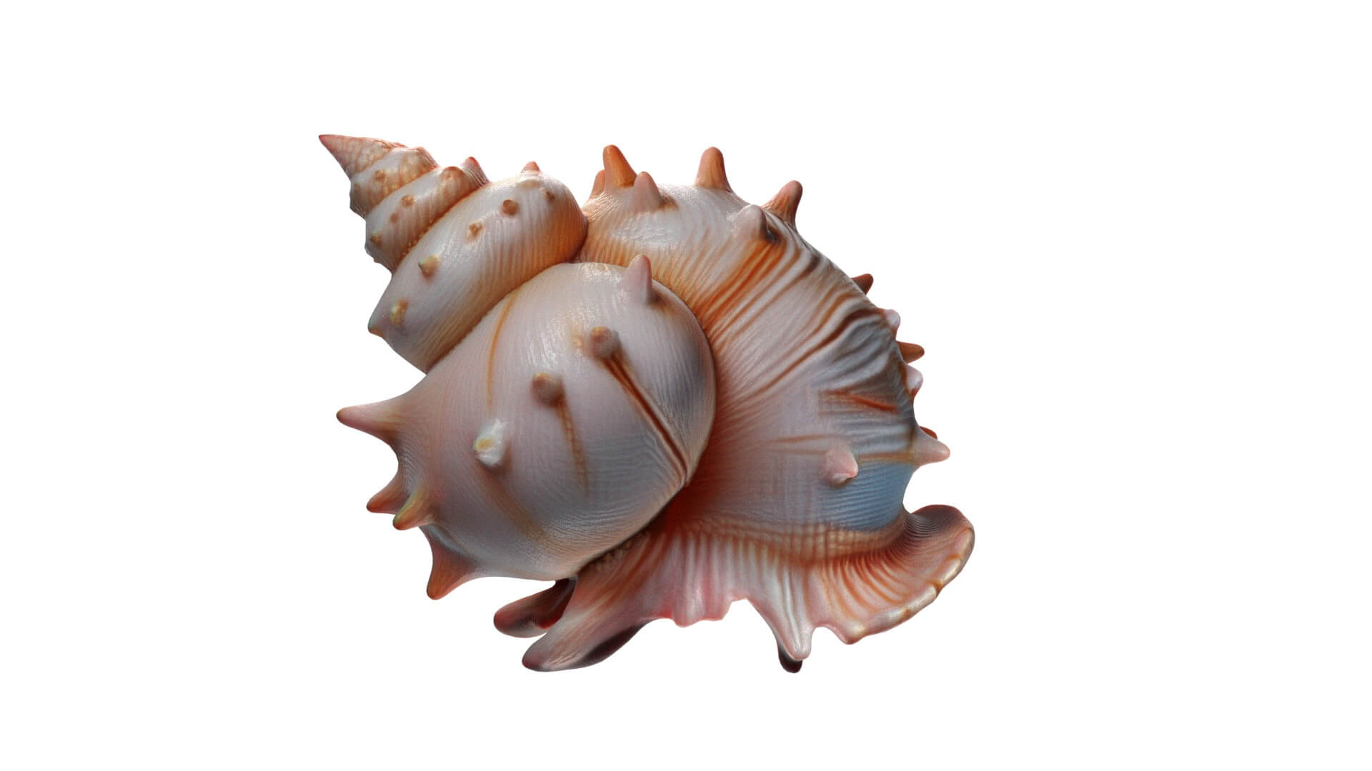 Conch Shell Collection - 3D Model by 3dstudio