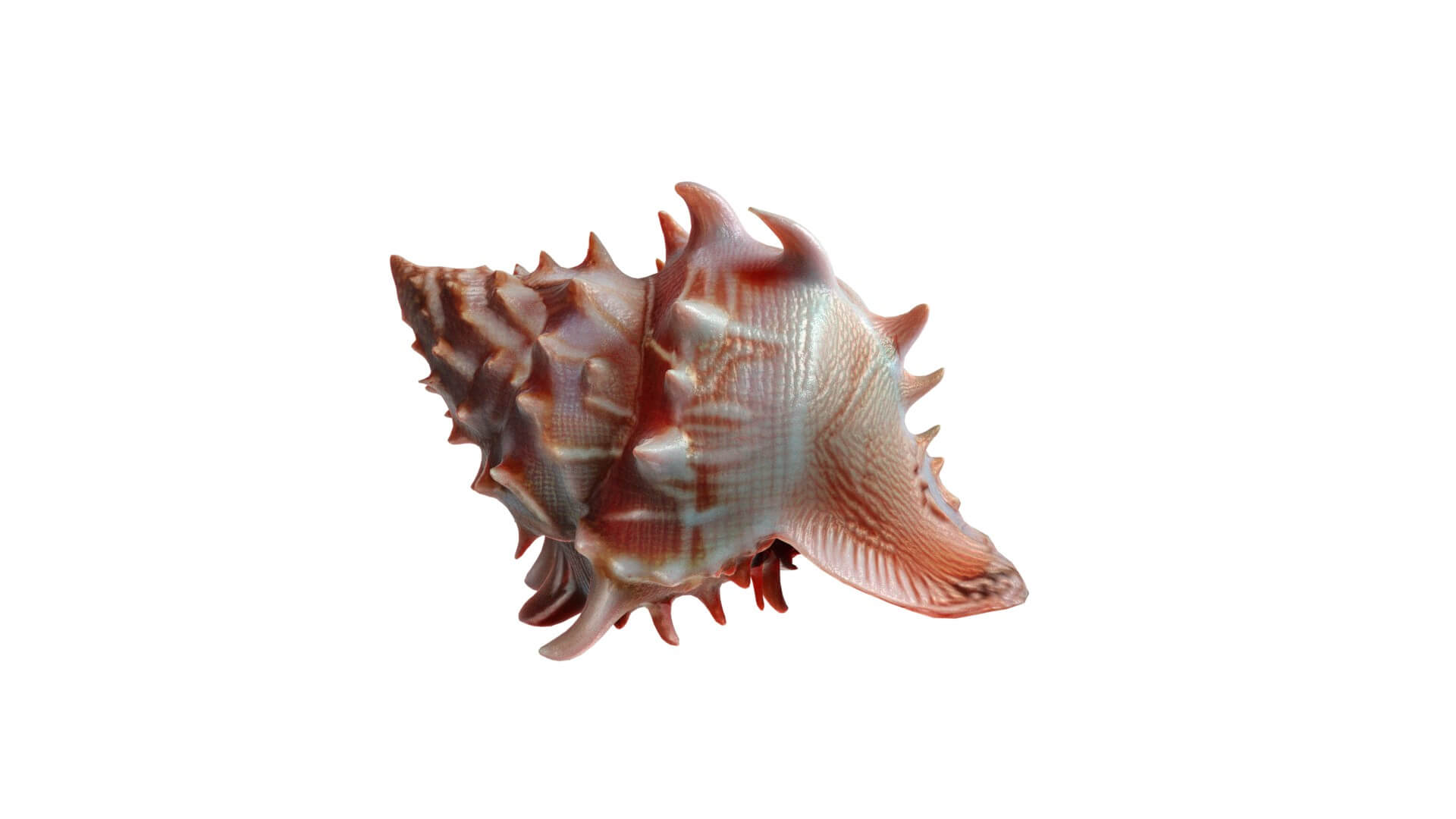 Conch Shell Collection - 3D Model by 3dstudio