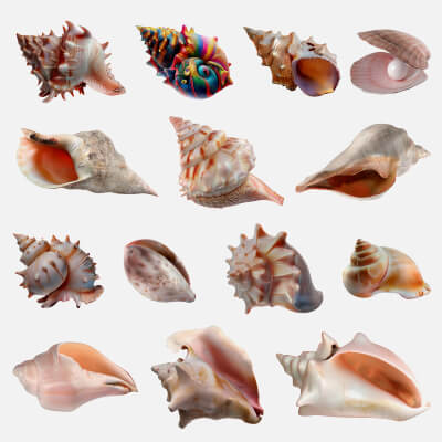 Conch Shell Collection - 3D Model by 3dstudio
