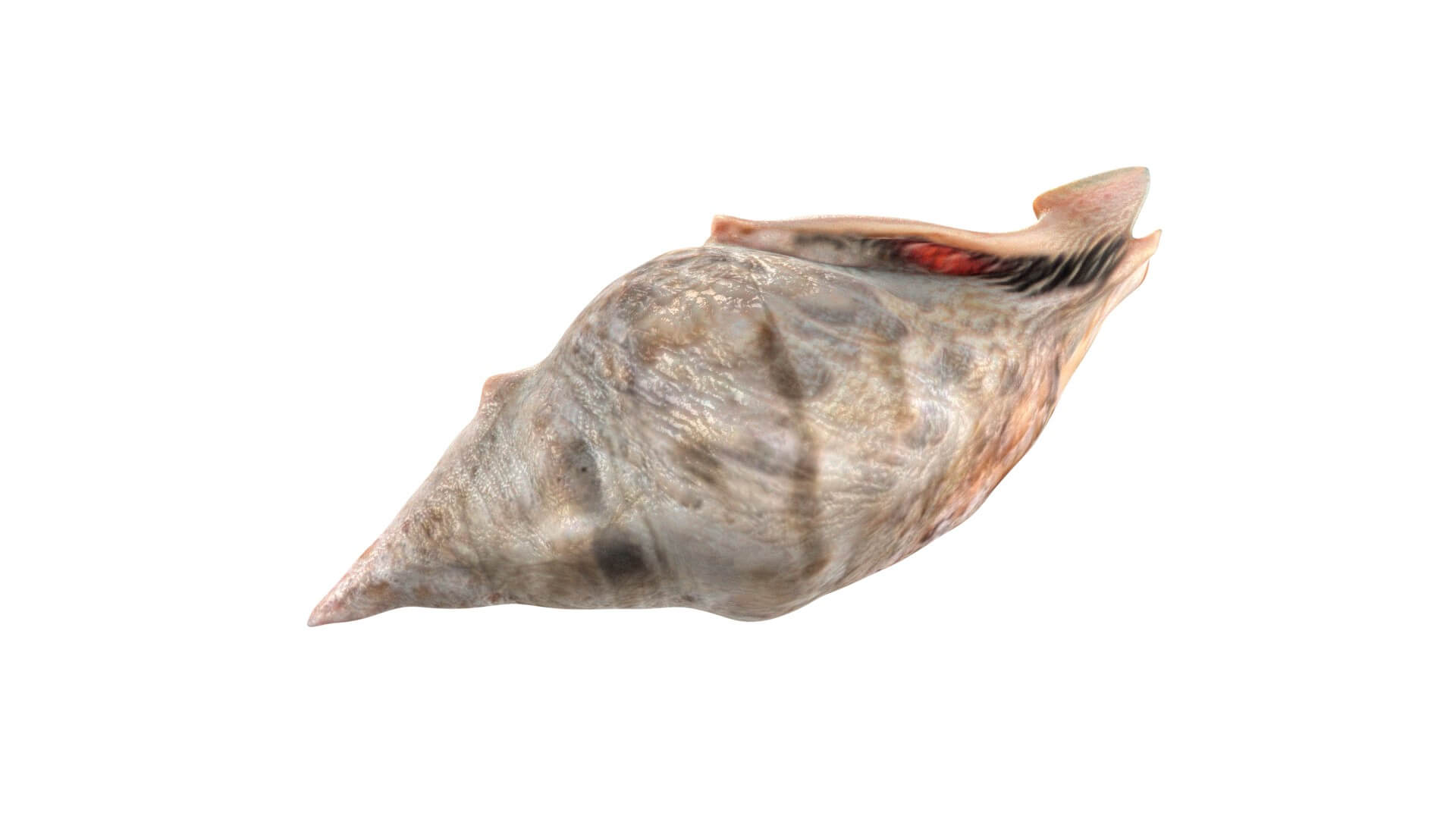 Conch Shell V1 - 3D Model by 3dstudio