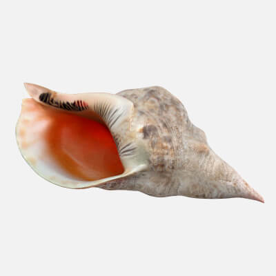 Conch Shell V1 - 3D Model by 3dstudio