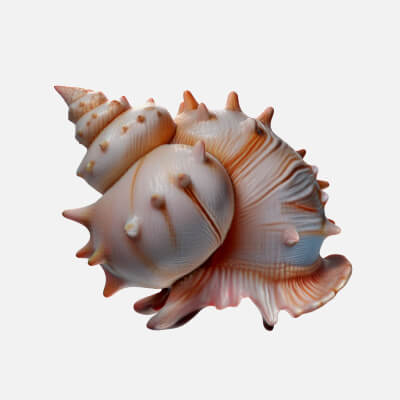 Conch Shell V10 - 3D Model by 3dstudio
