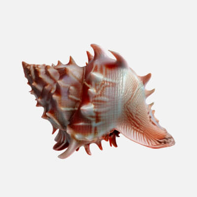 Conch Shell V11 - 3D Model by 3dstudio