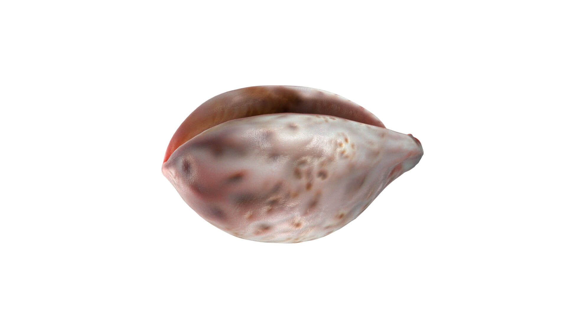 Conch Shell V12 - 3D Model by 3dstudio