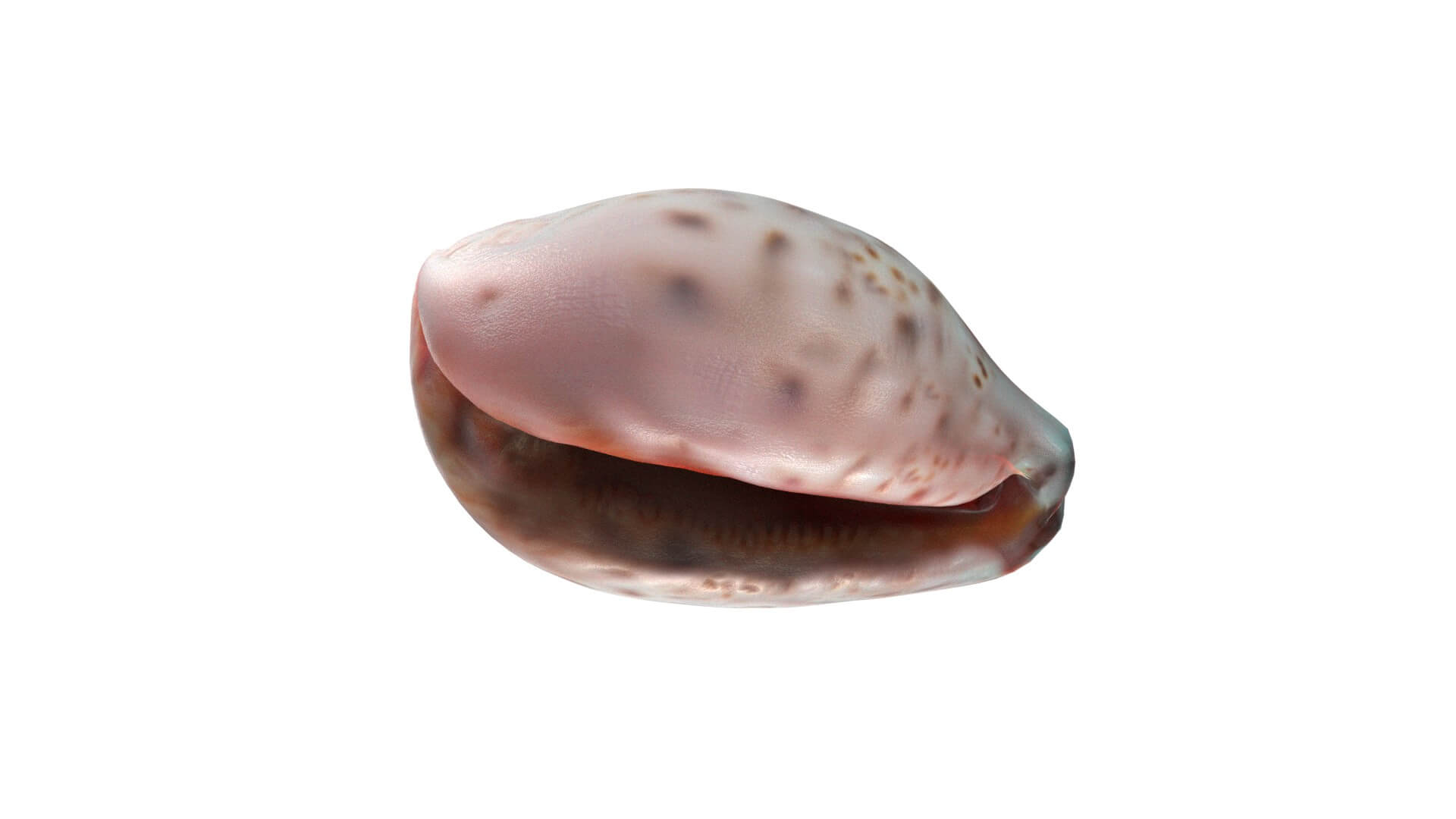 Conch Shell V12 - 3D Model by 3dstudio