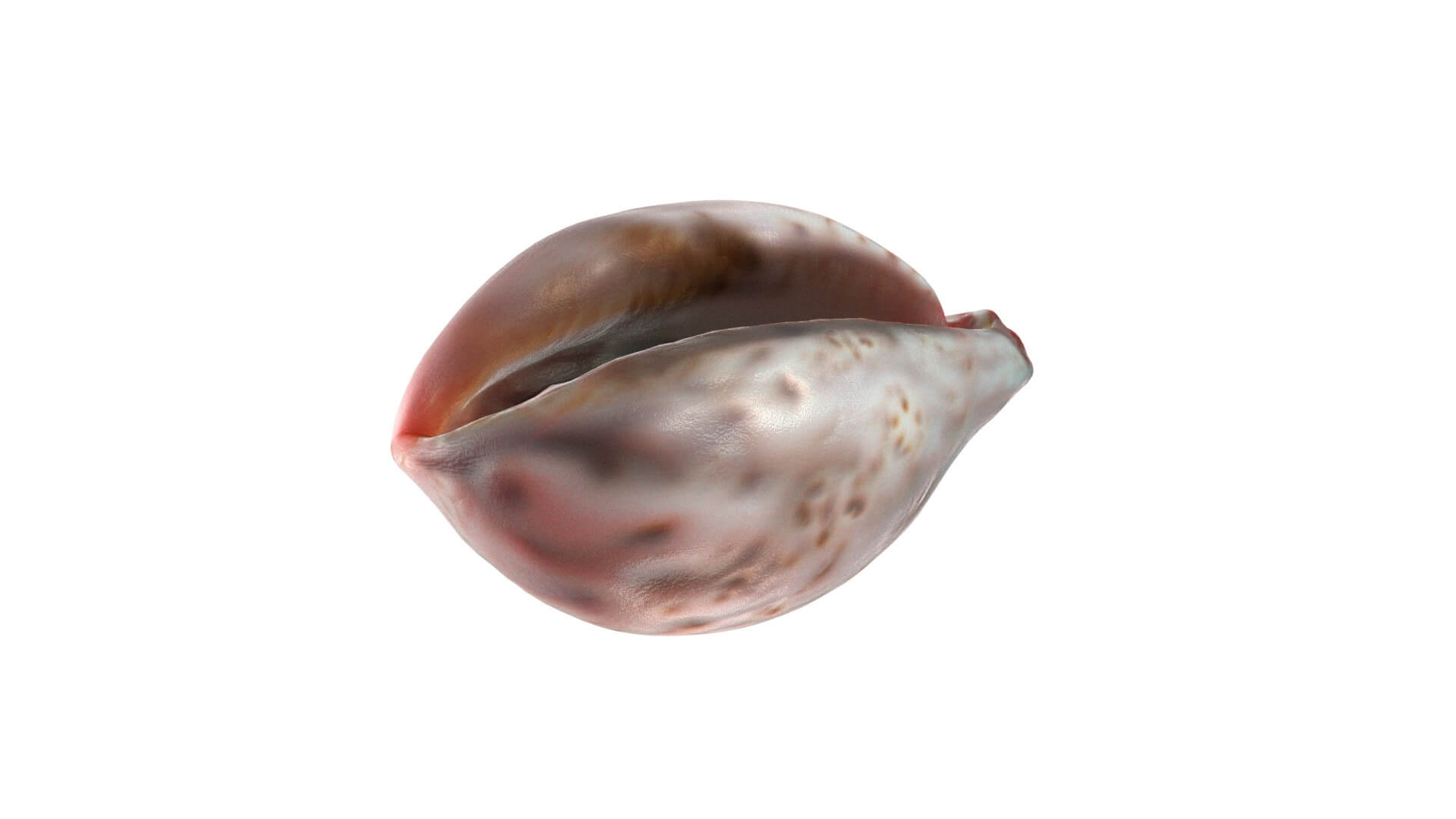 Conch Shell V12 - 3D Model by 3dstudio