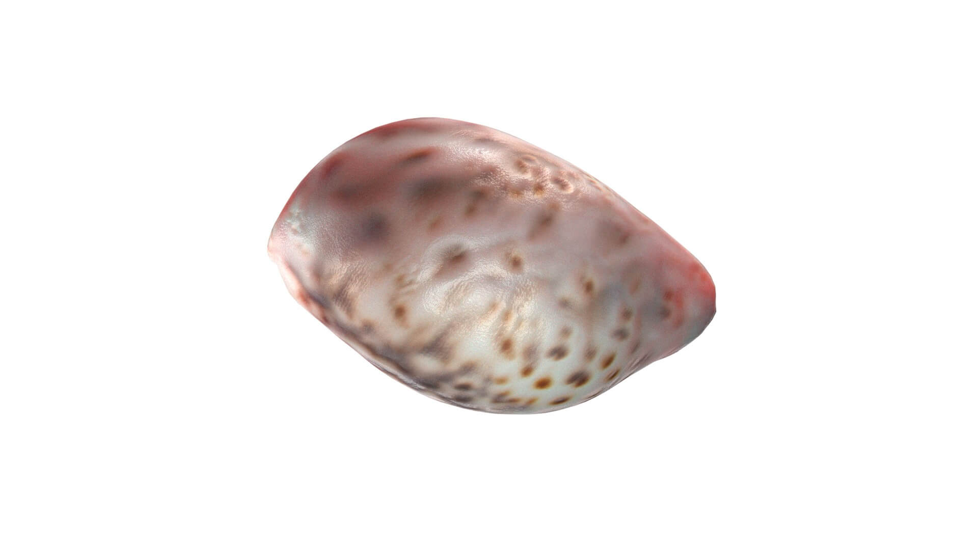 Conch Shell V12 - 3D Model by 3dstudio