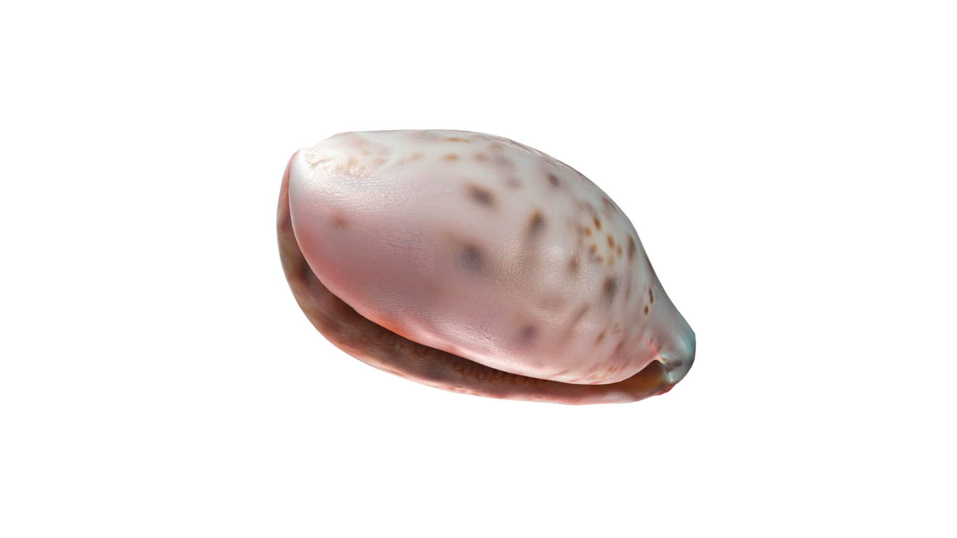 Conch Shell V12 - 3D Model by 3dstudio