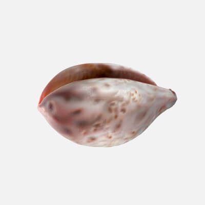 Conch Shell V12 - 3D Model by 3dstudio