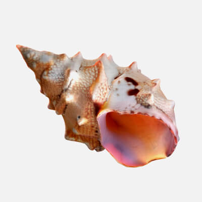 Conch Shell v2 - 3D Model by 3dstudio