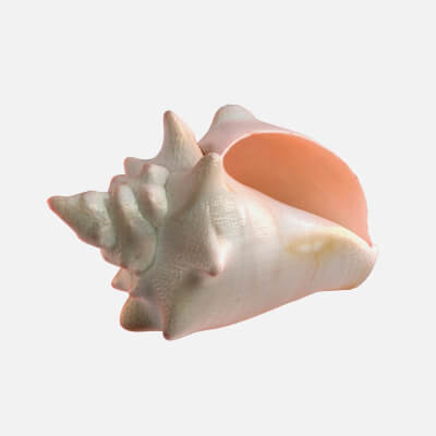 Conch Shell V3 - 3D Model by 3dstudio