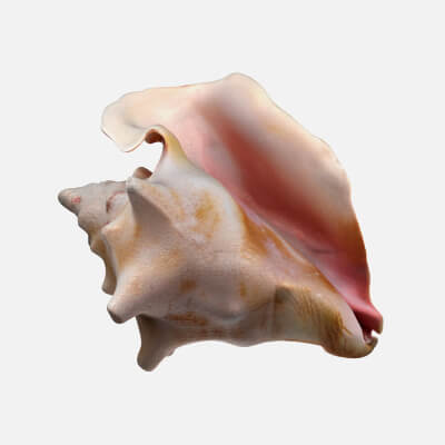 Conch Shell V4 - 3D Model by 3dstudio