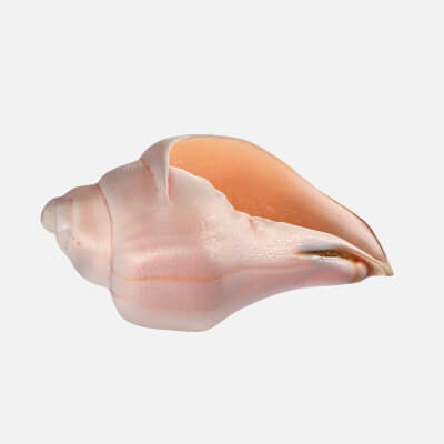 Conch Shell V5 - 3D Model by 3dstudio