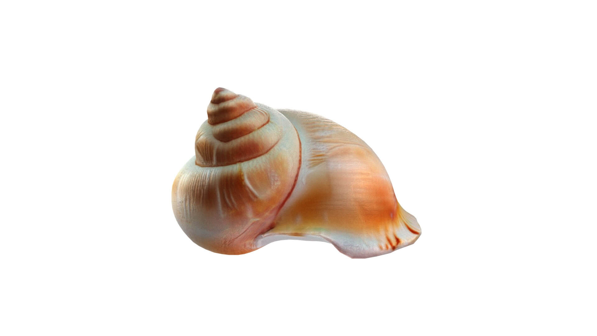 Conch Shell V6 - 3D Model by 3dstudio