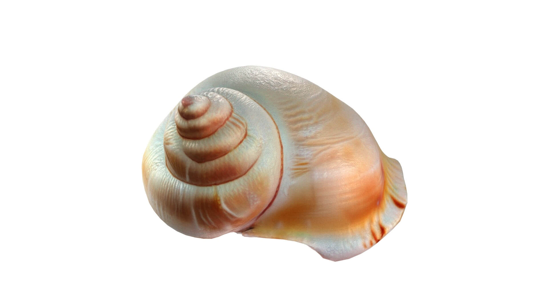 Conch Shell V6 - 3D Model by 3dstudio