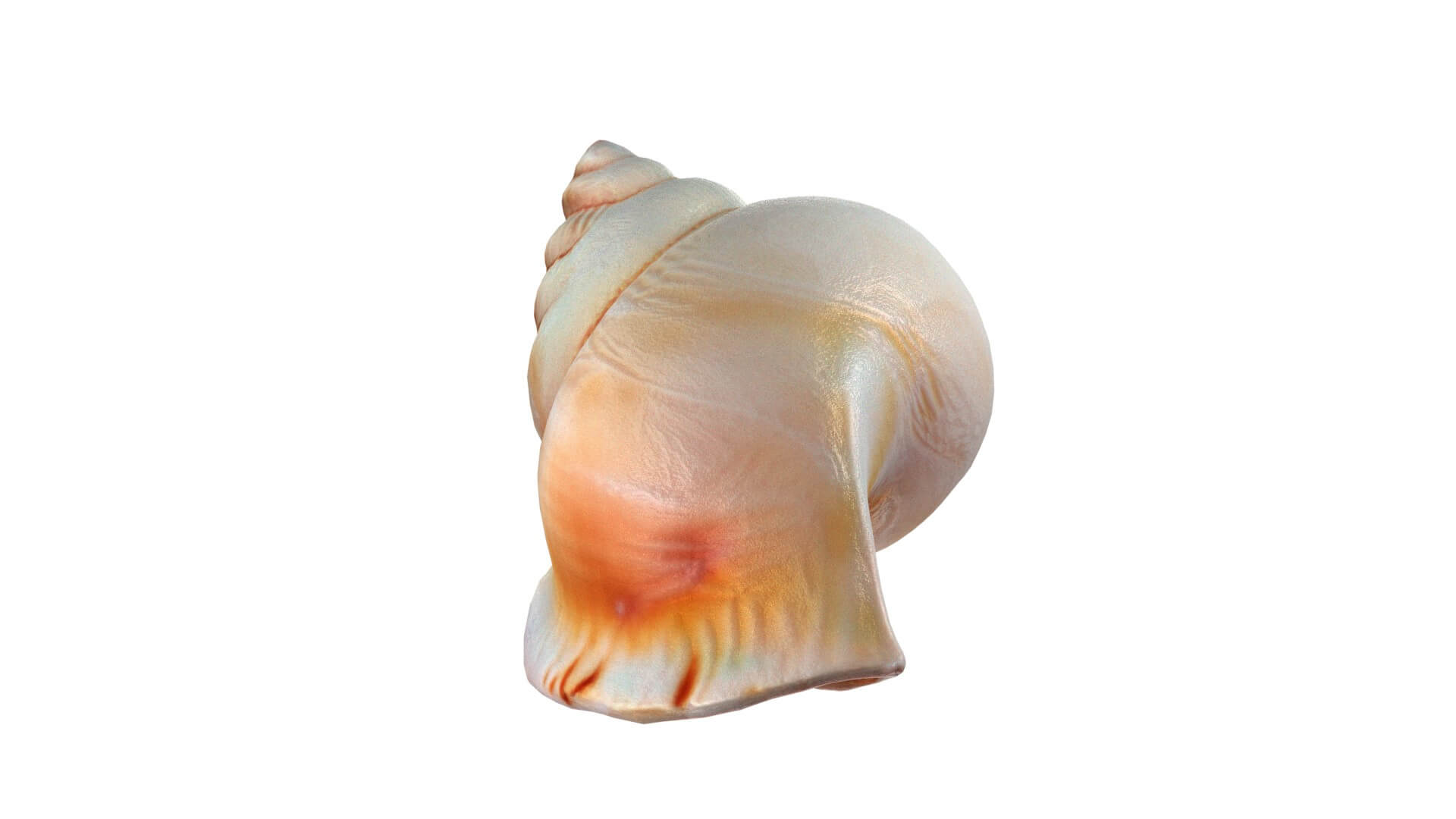 Conch Shell V6 - 3D Model by 3dstudio