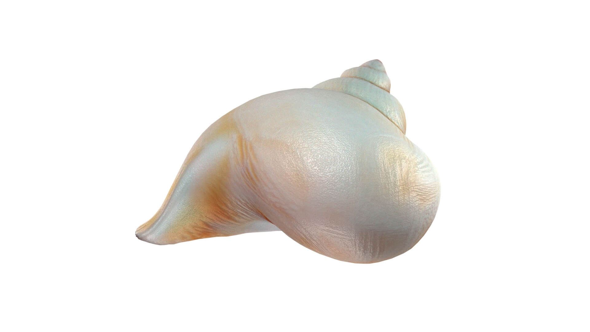 Conch Shell V6 - 3D Model by 3dstudio