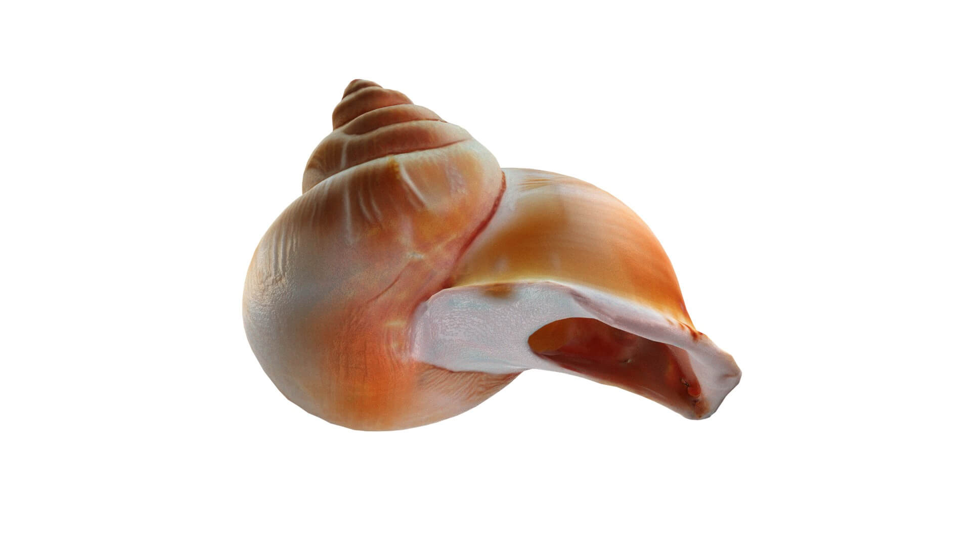 Conch Shell V6 - 3D Model by 3dstudio