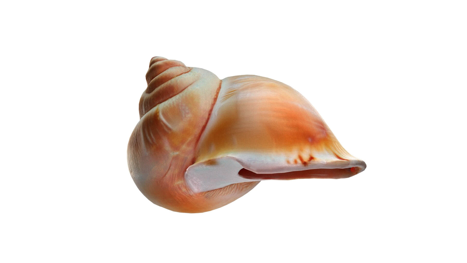 Conch Shell V6 - 3D Model by 3dstudio