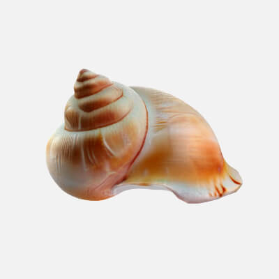 Conch Shell V6 - 3D Model by 3dstudio
