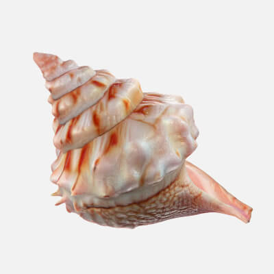 Conch Shell V7 - 3D Model by 3dstudio