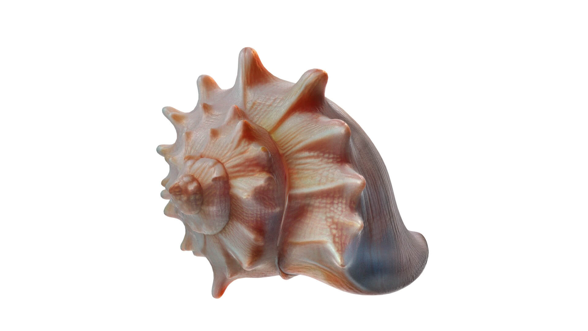 Conch Shell V8 - 3D Model by 3dstudio