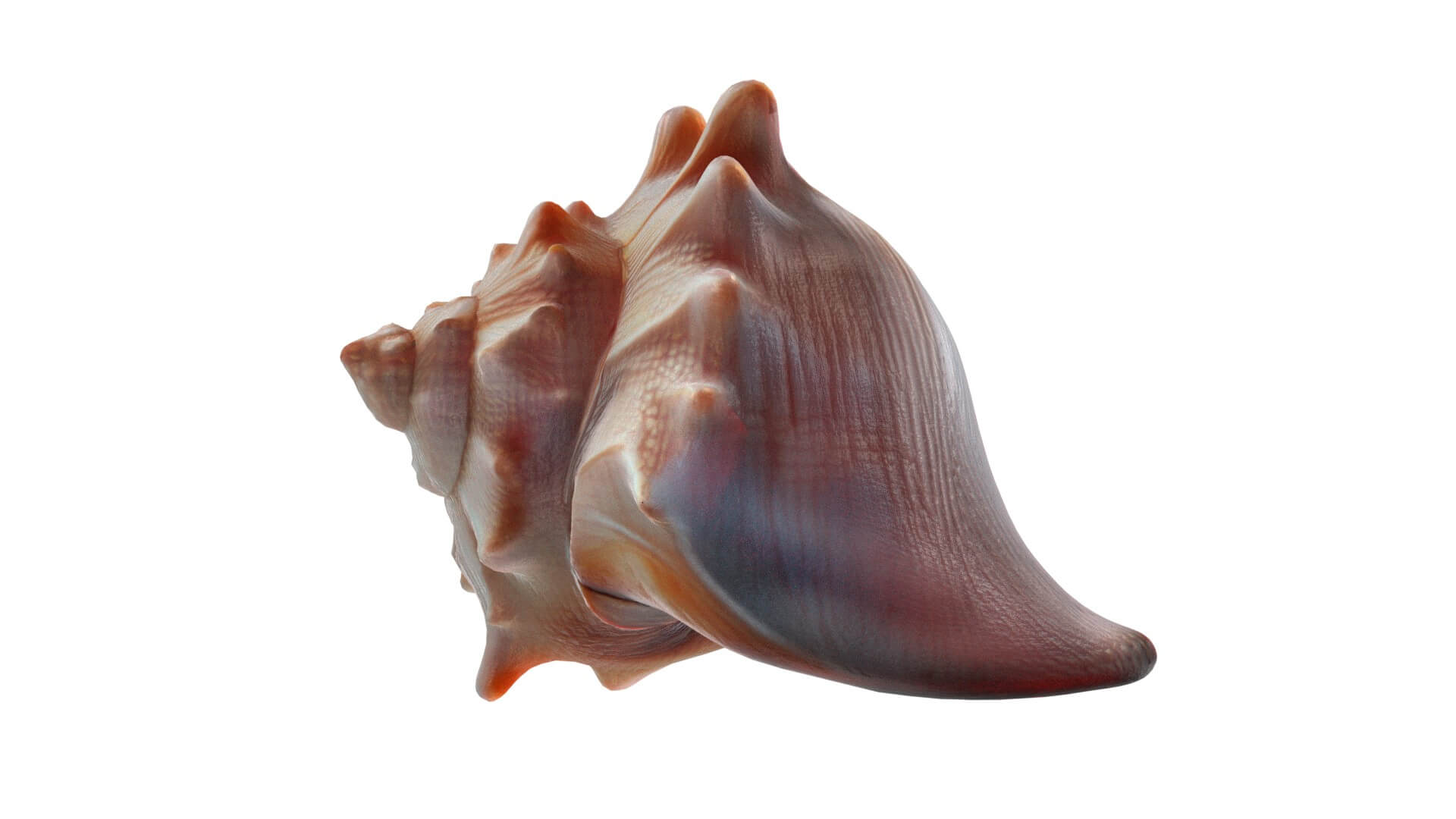Conch Shell V8 - 3D Model by 3dstudio