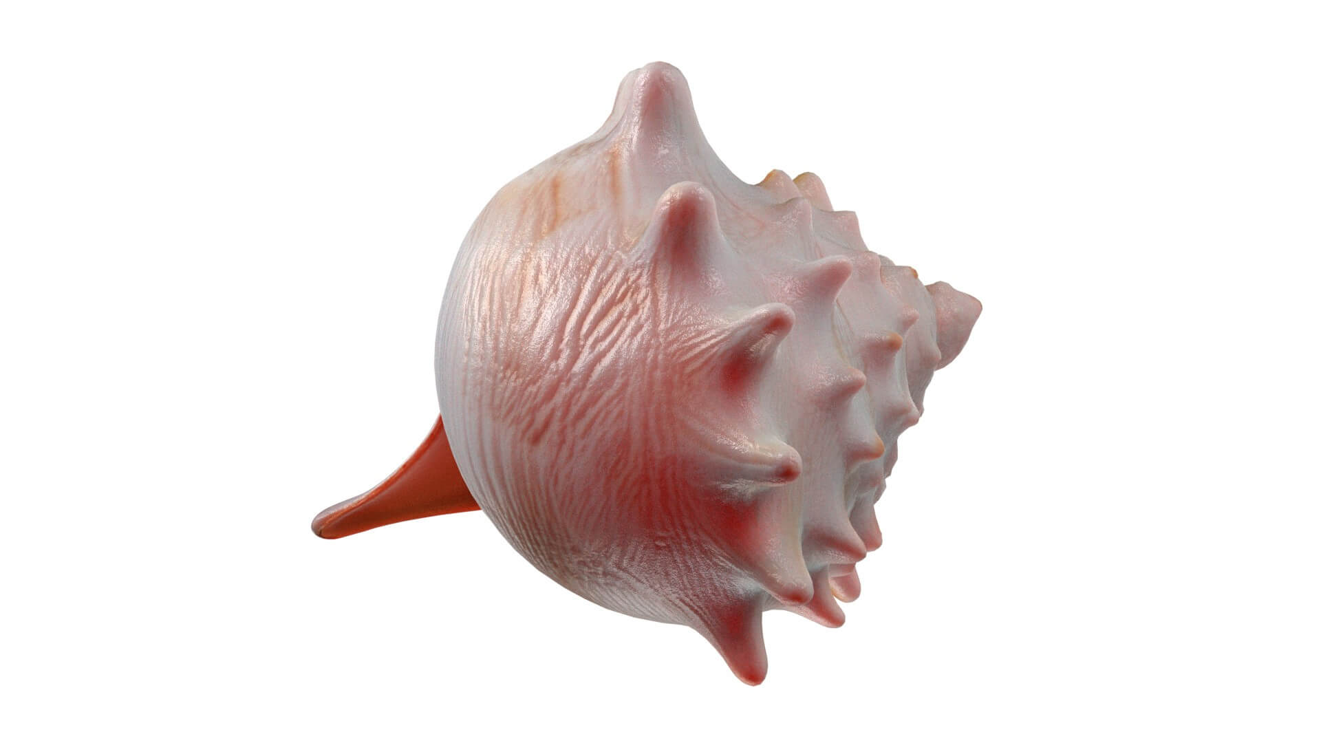 Conch Shell V8 - 3D Model by 3dstudio