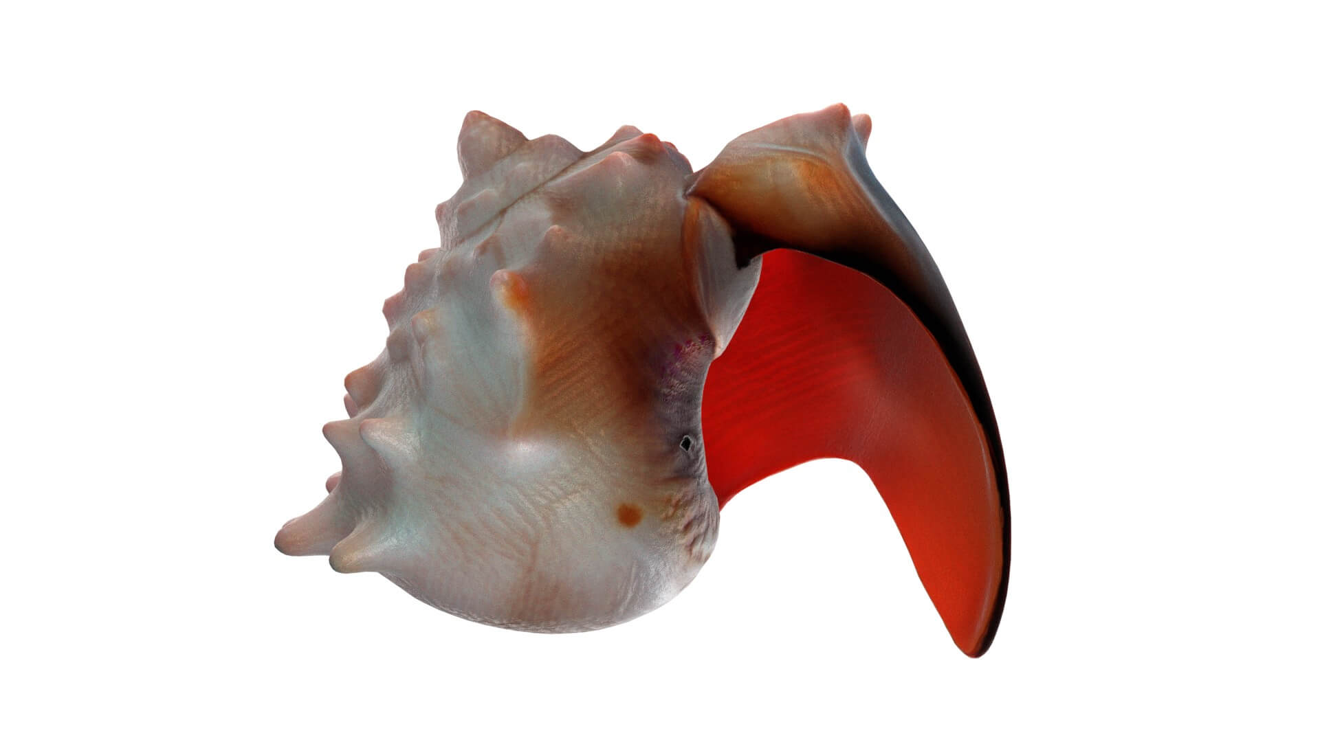 Conch Shell V8 - 3D Model by 3dstudio