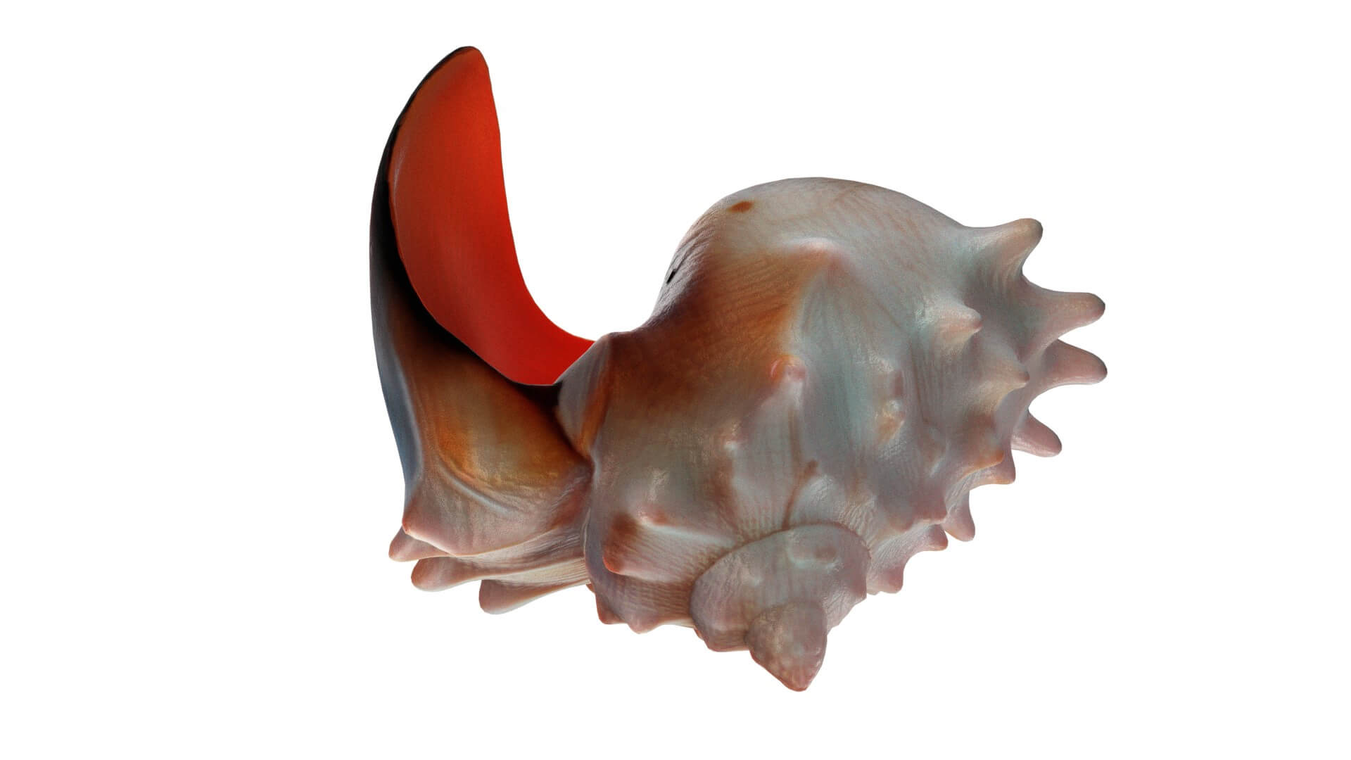 Conch Shell V8 - 3D Model by 3dstudio