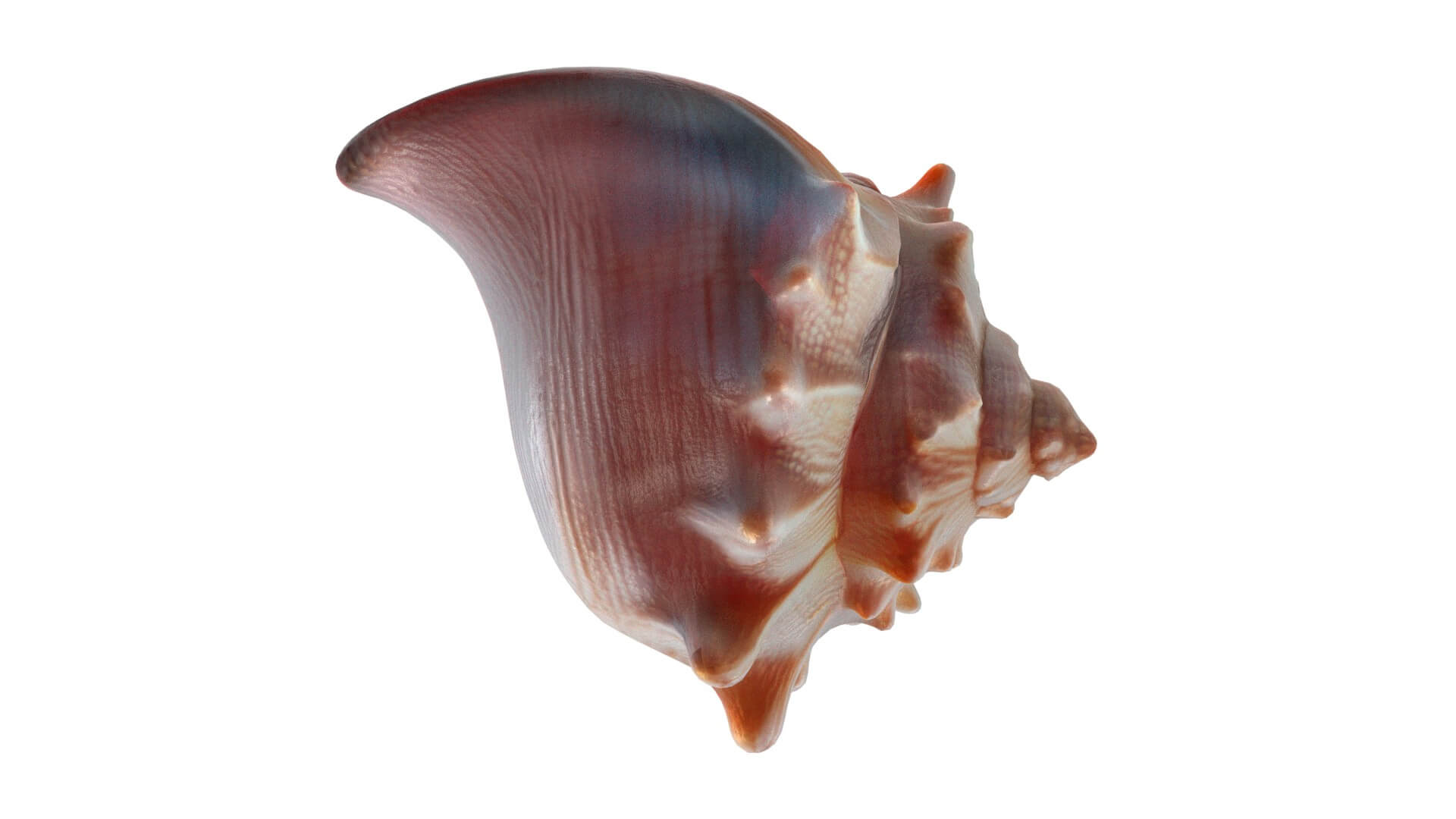 Conch Shell V8 - 3D Model by 3dstudio