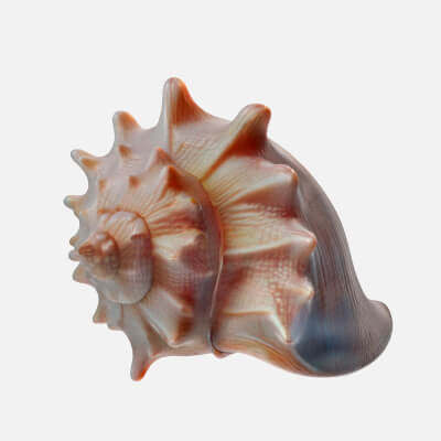 Conch Shell V8 - 3D Model by 3dstudio