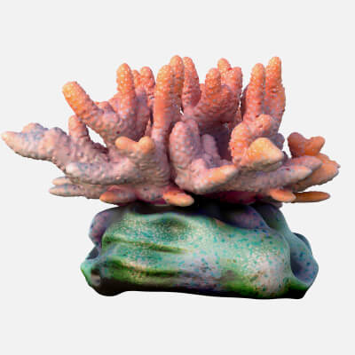 Coral Reef 13 3D Model by 3dstudio