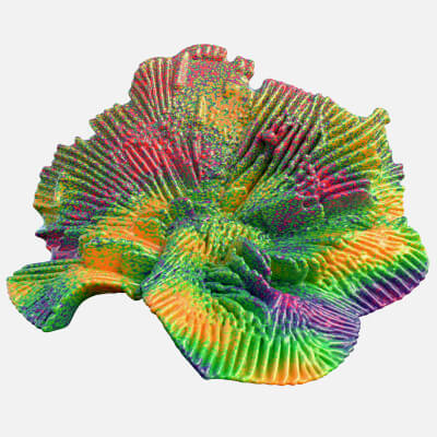 Coral Reef 16 3D Model by 3dstudio