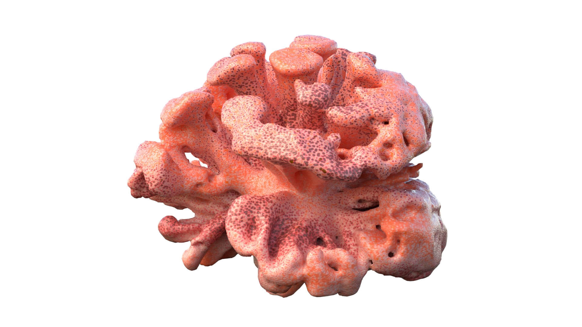 Coral Reef Collection - 3D Model by 3dstudio
