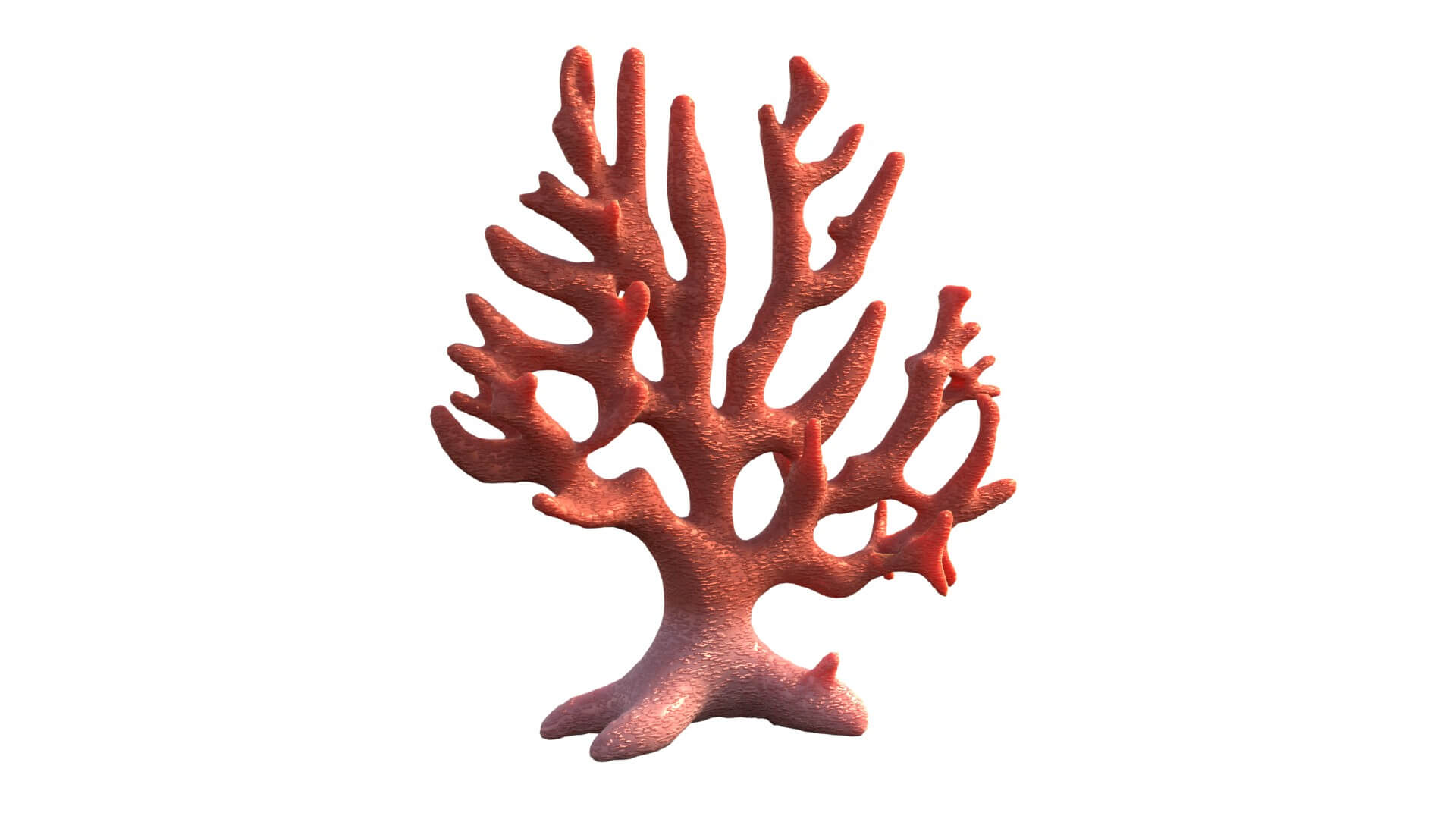 Coral Reef Collection - 3D Model by 3dstudio