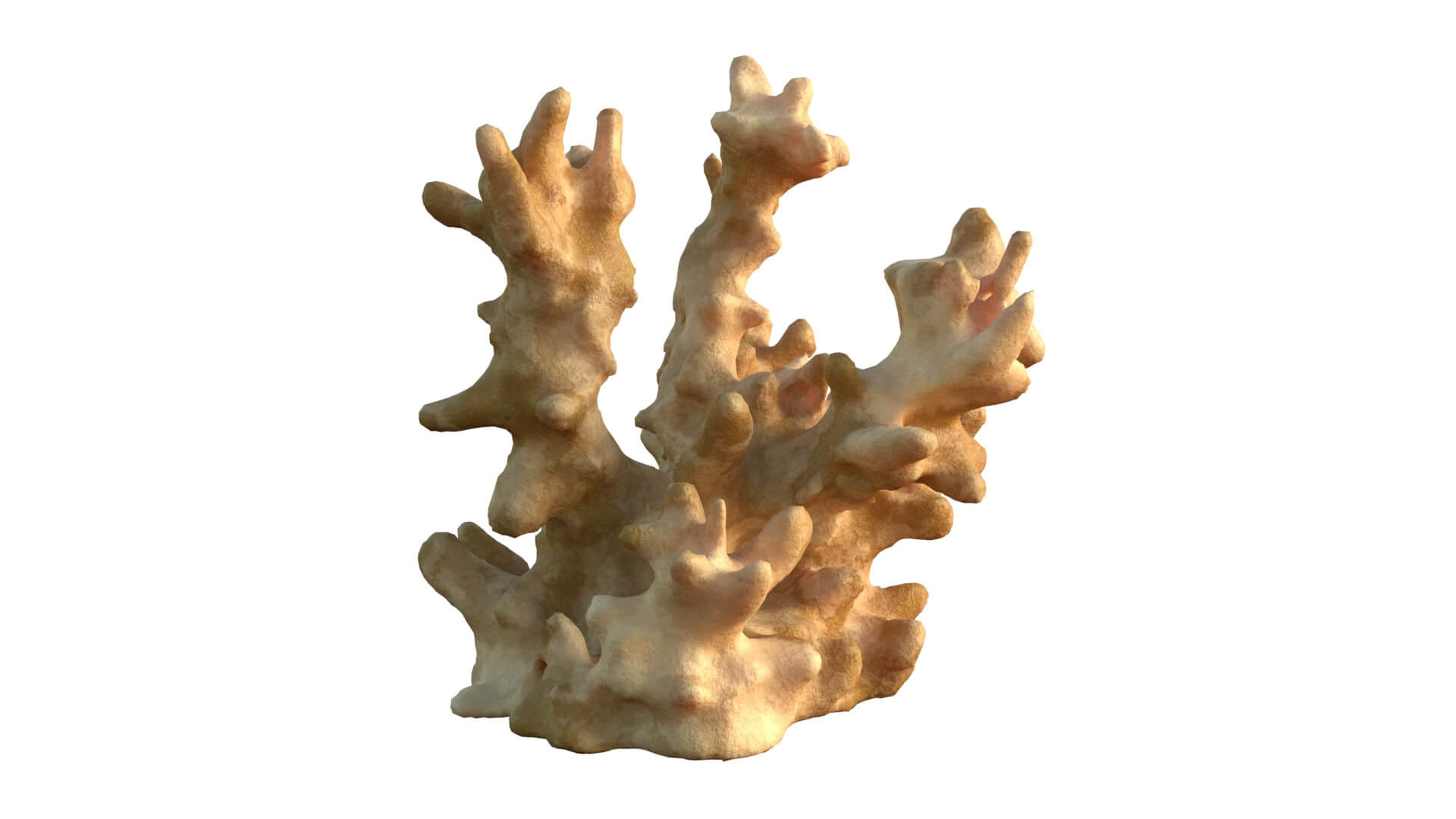 Coral Reef Collection - 3D Model by 3dstudio