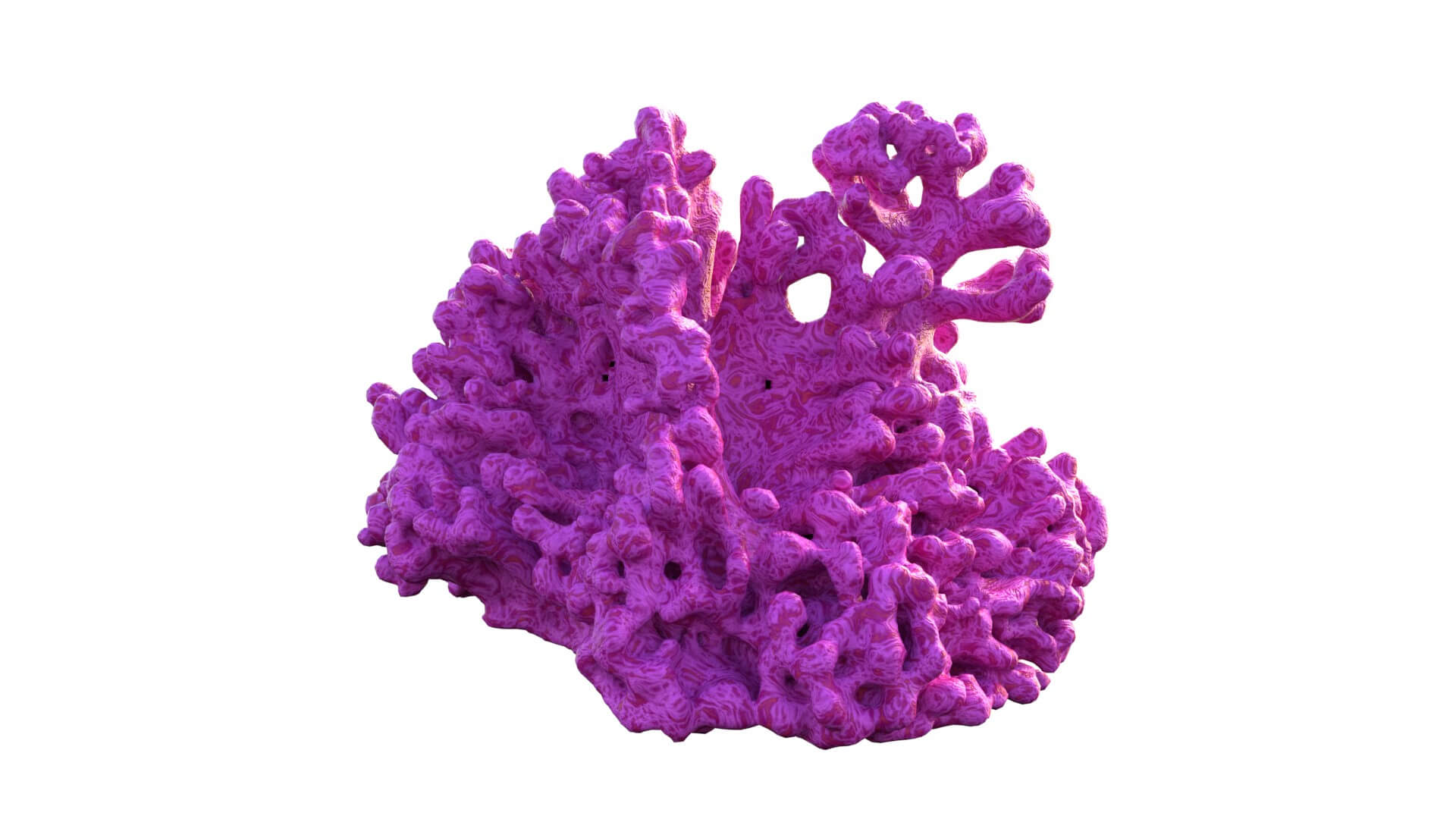 Coral Reef Collection - 3D Model by 3dstudio