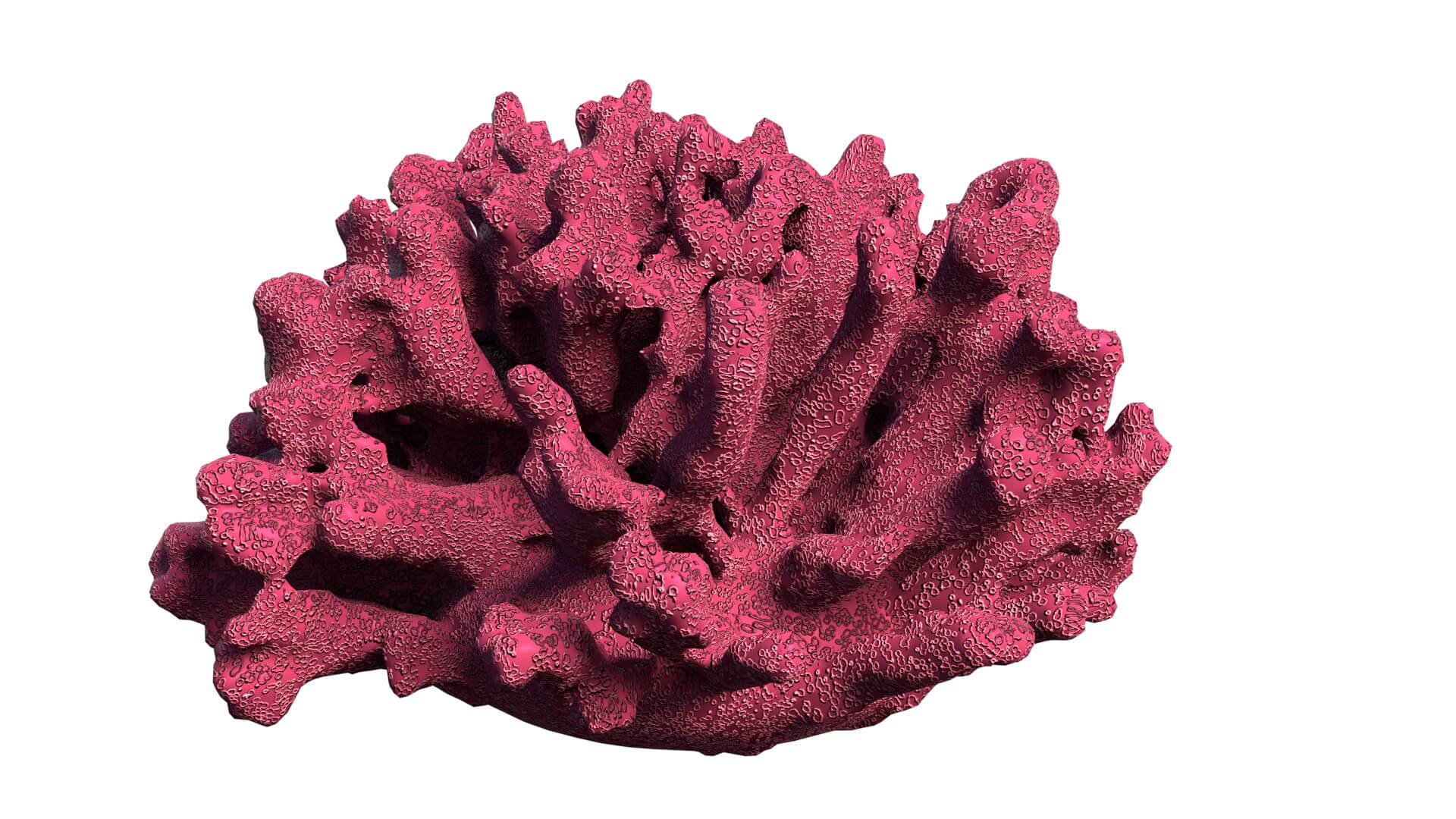 Coral Reef Collection - 3D Model by 3dstudio
