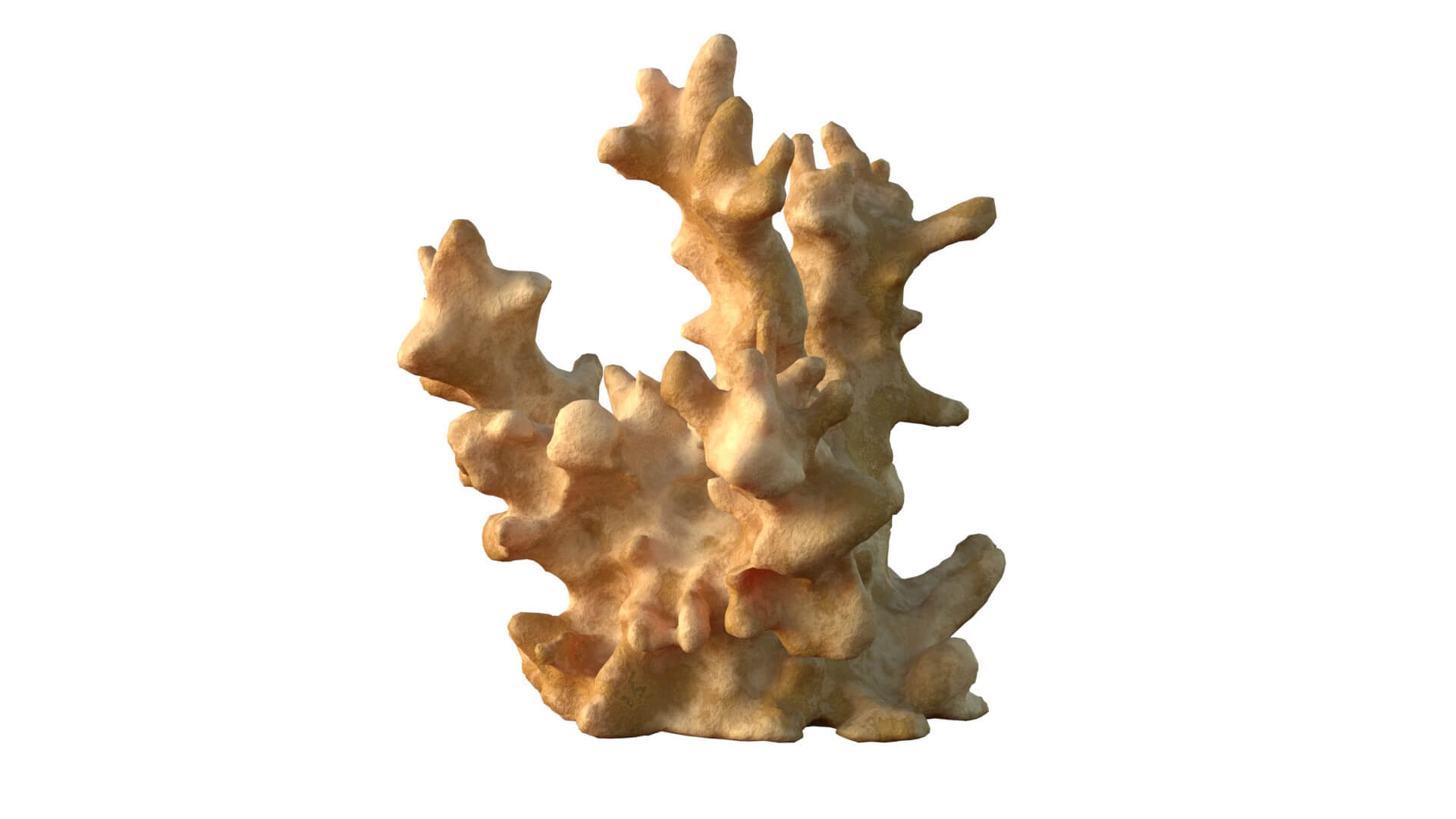 Coral Reef V3 - 3D Model by 3dstudio