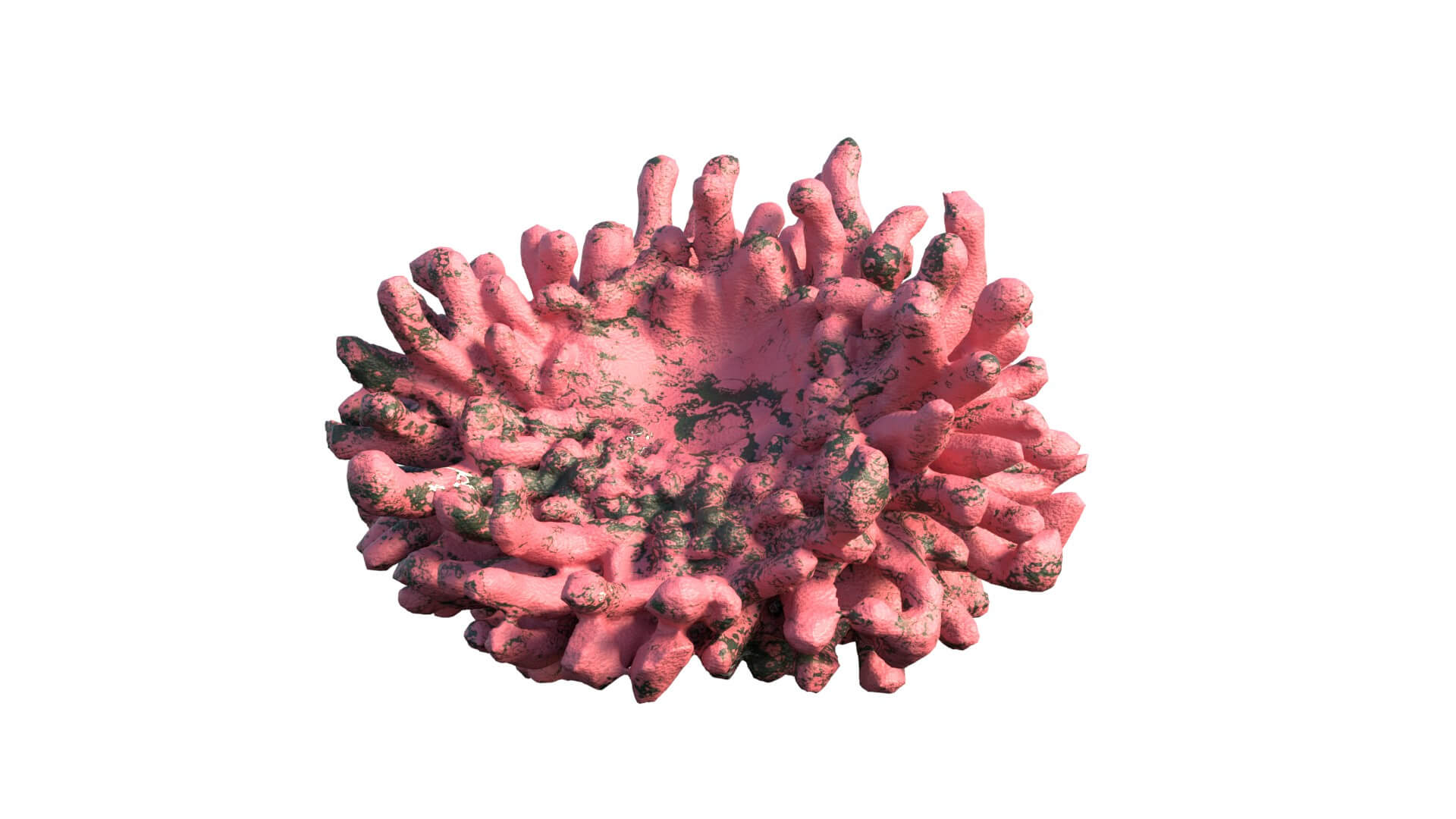 Coral Reef v5 - 3D Model by 3dstudio