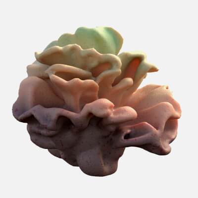 Coral Reef V9 - 3D Model by 3dstudio
