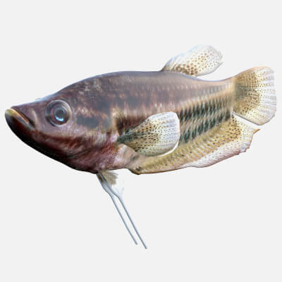 Croaking Gourami Fish - 3D Model by 3dstudio
