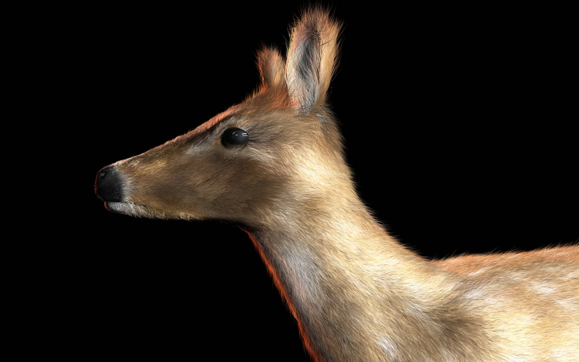 Deer - 3D Model by 3dstudio